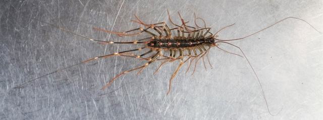 【保存版】ゲジゲジは殺してはいけない虫!?逆に益虫だから家に居るべき!? | 空さんぽ